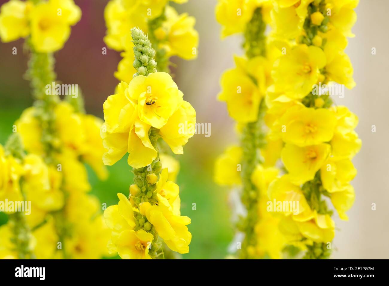 Verbascum australe Banque de photographies et d’images à haute ...