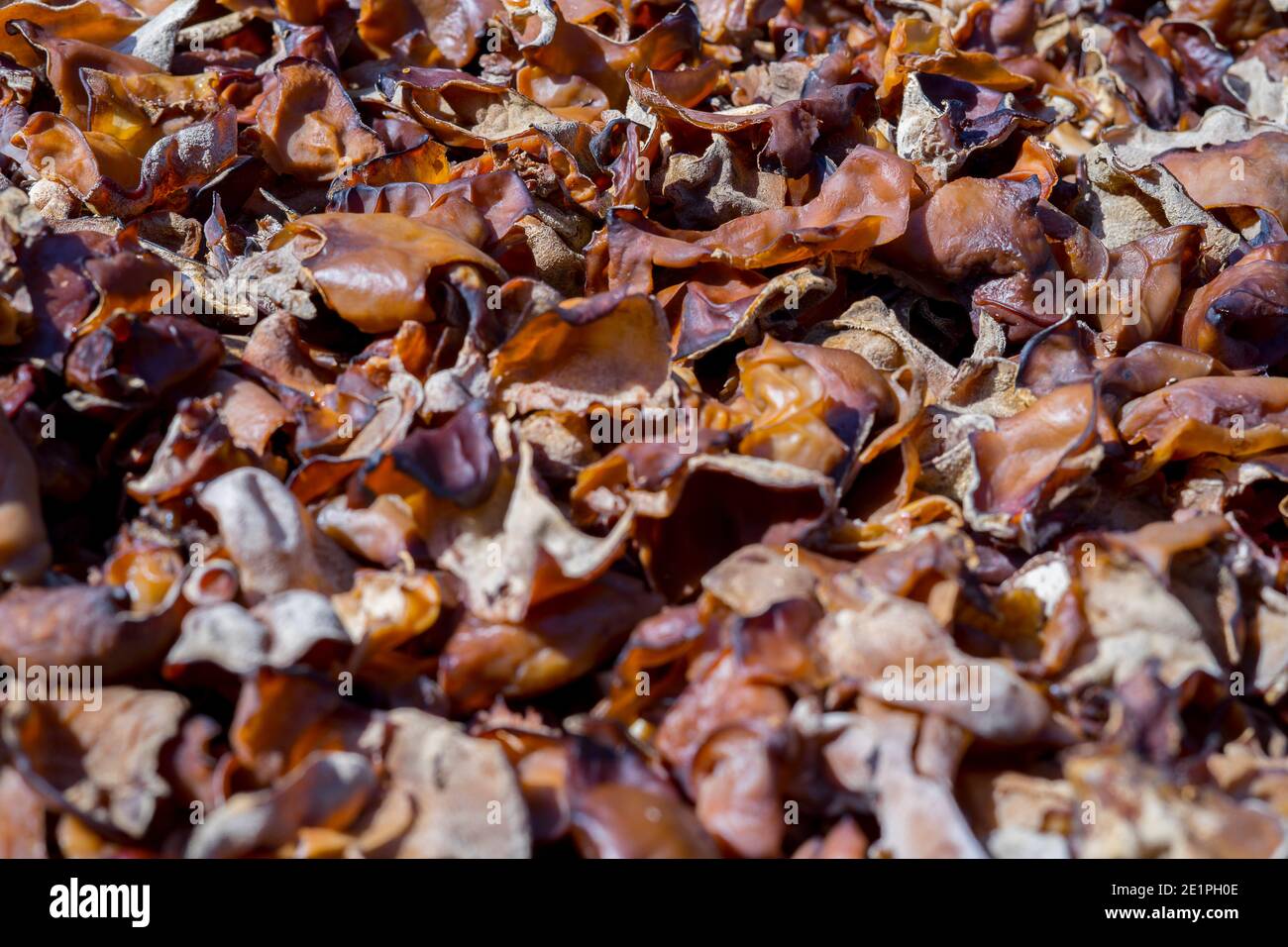 La sèchement des champignons de l'oreille de bois ou Auricularia ...