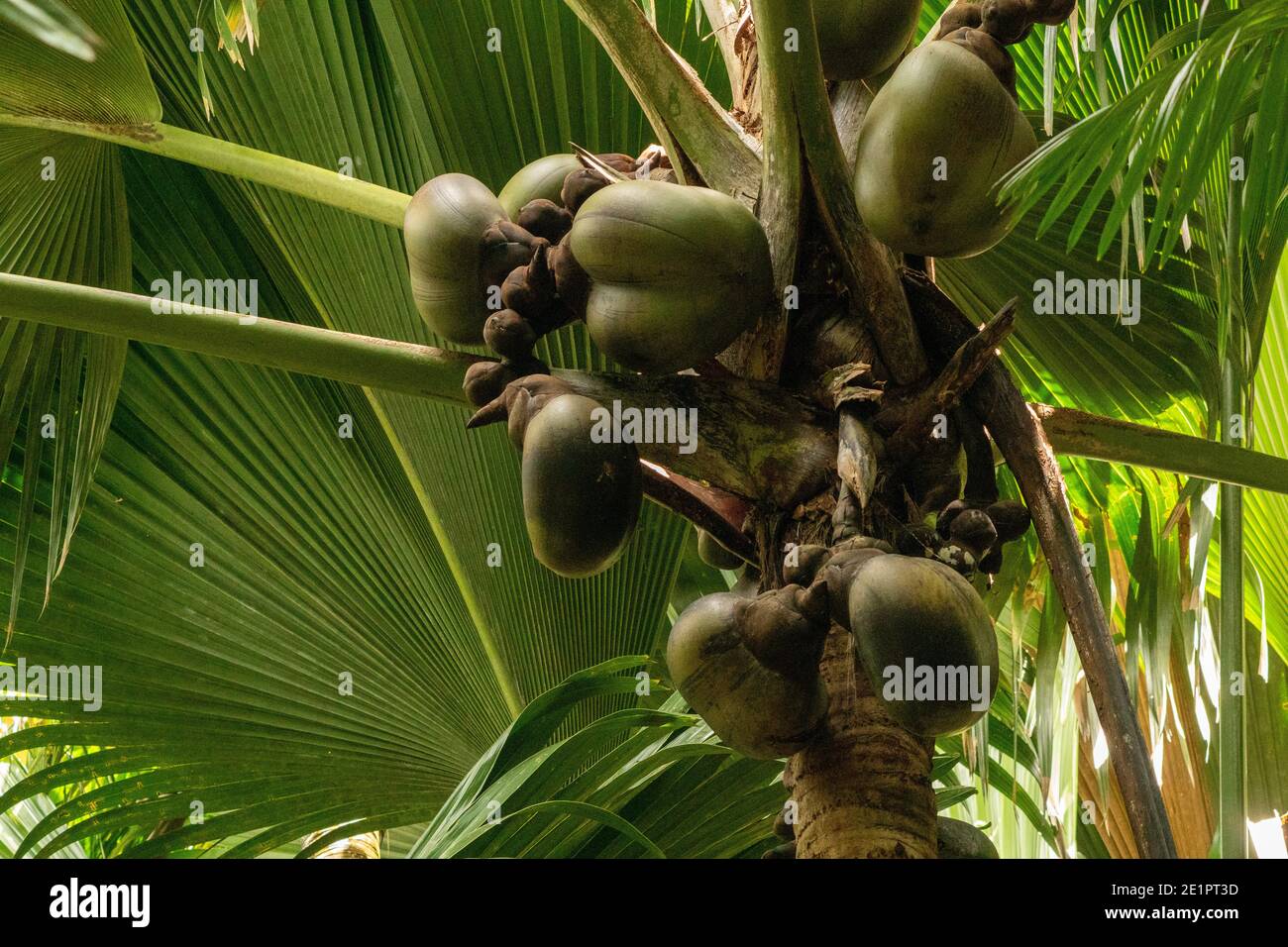 Noix de coco de mer lodoicea maldivica Banque de photographies et d ...