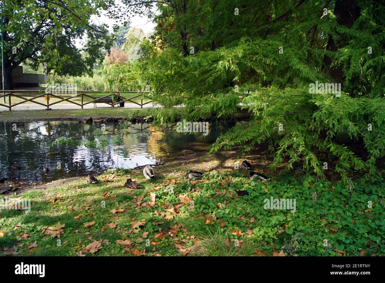 Racine aérienne Banque de photographies et d’images à haute résolution ...