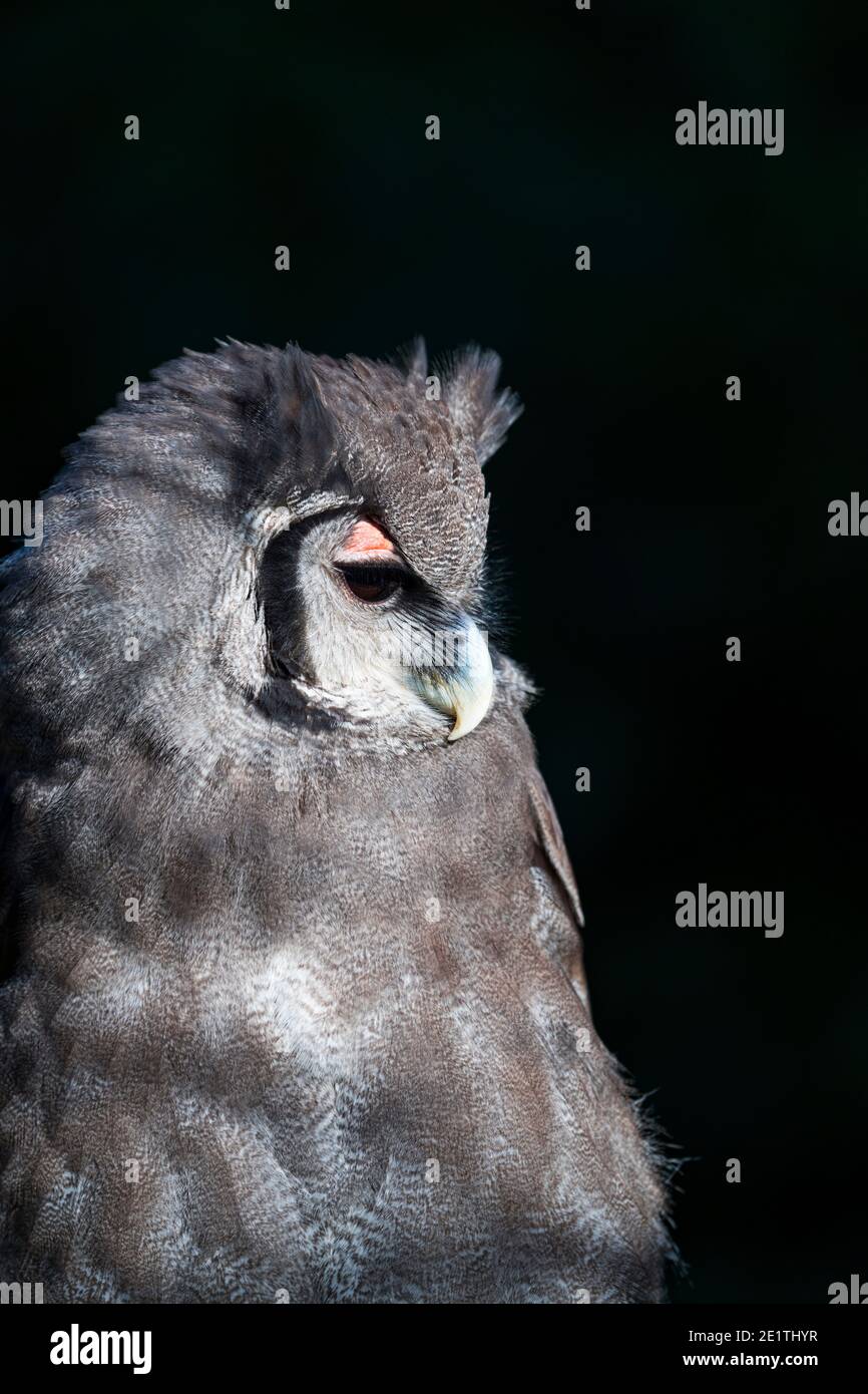 L'aigle-hibou de Verreaux (Bubo lacteus). Hibou de l'aigle laiteux ou ...
