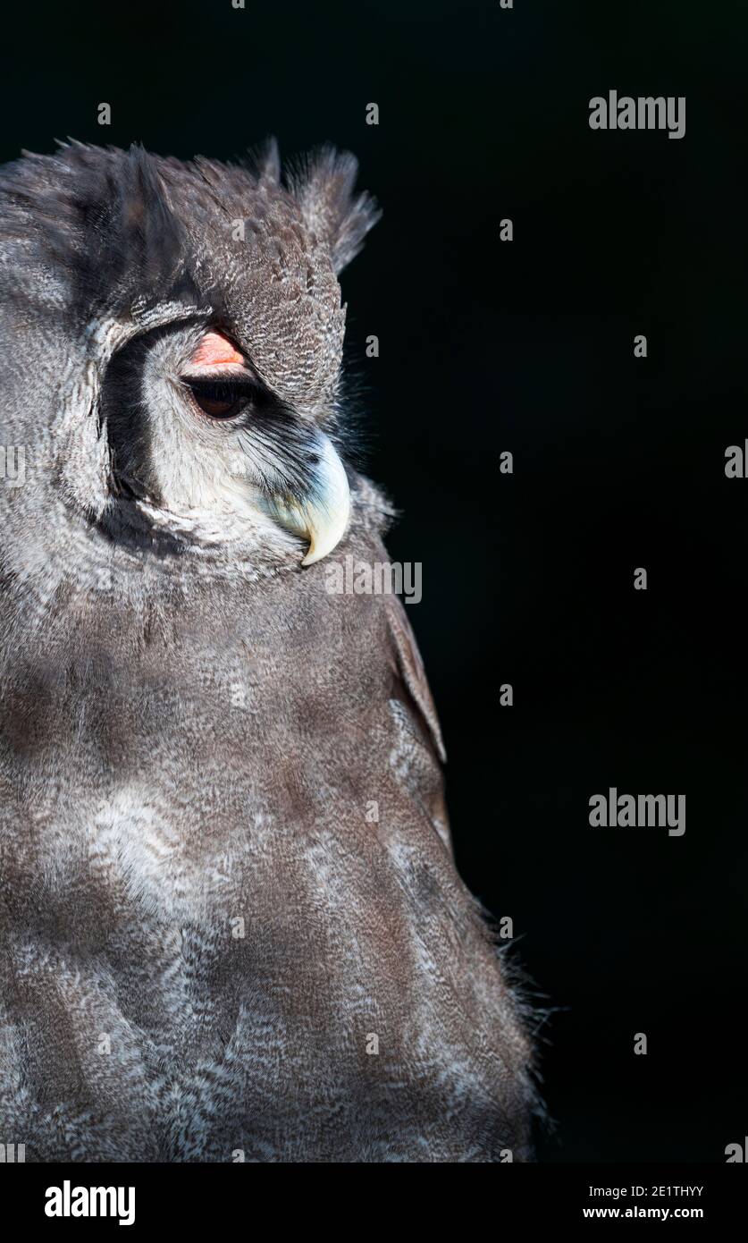 L'aigle-hibou de Verreaux (Bubo lacteus). Hibou de l'aigle laiteux ou ...