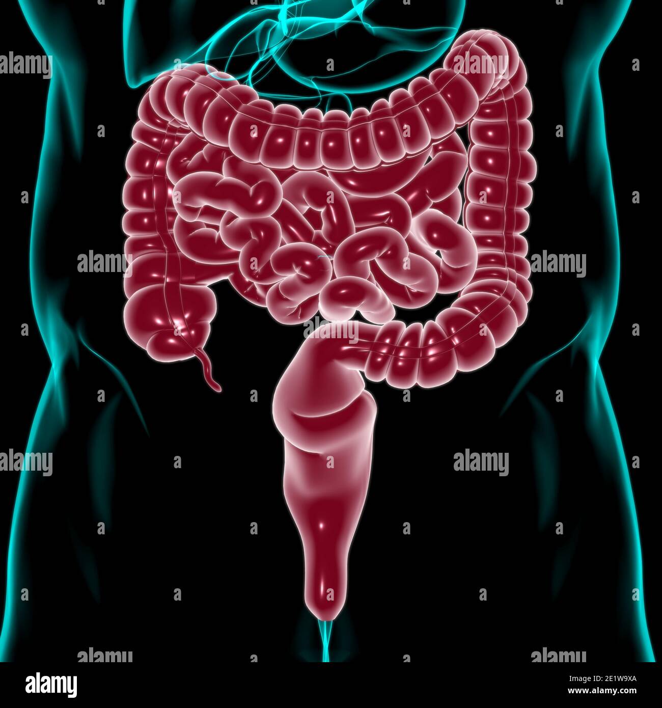 Intestin grêle et gros intestin 3D Illustration système digestif humain ...