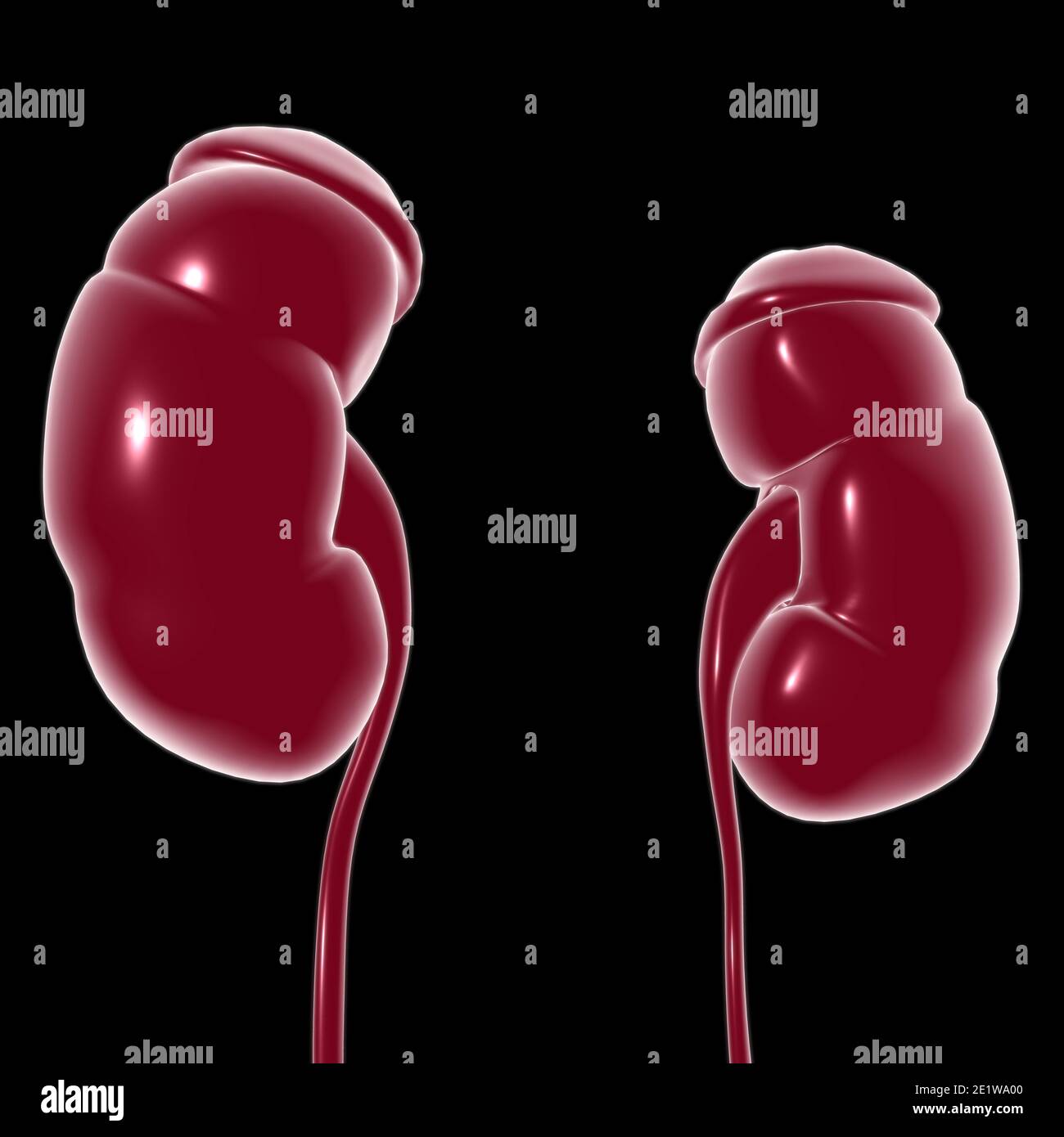 Système urinaire humain reins avec vessie Anatomie pour le concept ...