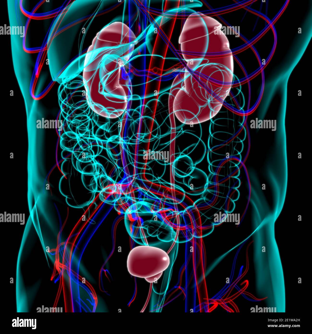 Système urinaire humain reins avec vessie Anatomie pour le concept ...
