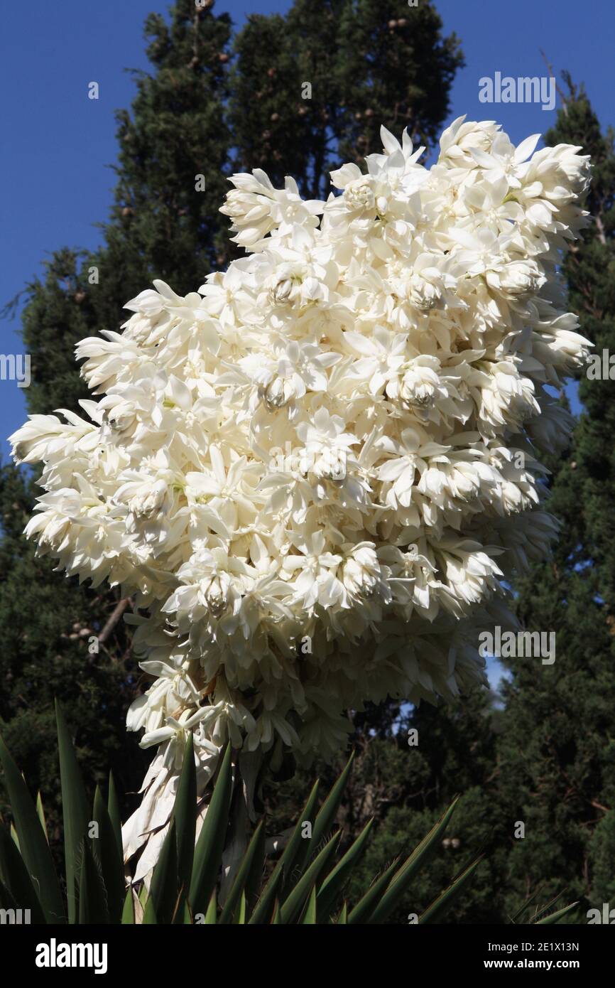 Yucca faxoniana Banque de photographies et d’images à haute résolution ...