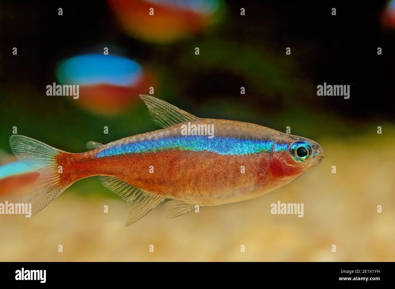 Le tétra cardinal (Paracheirodon axelrodi) est un poisson d'eau douce ...