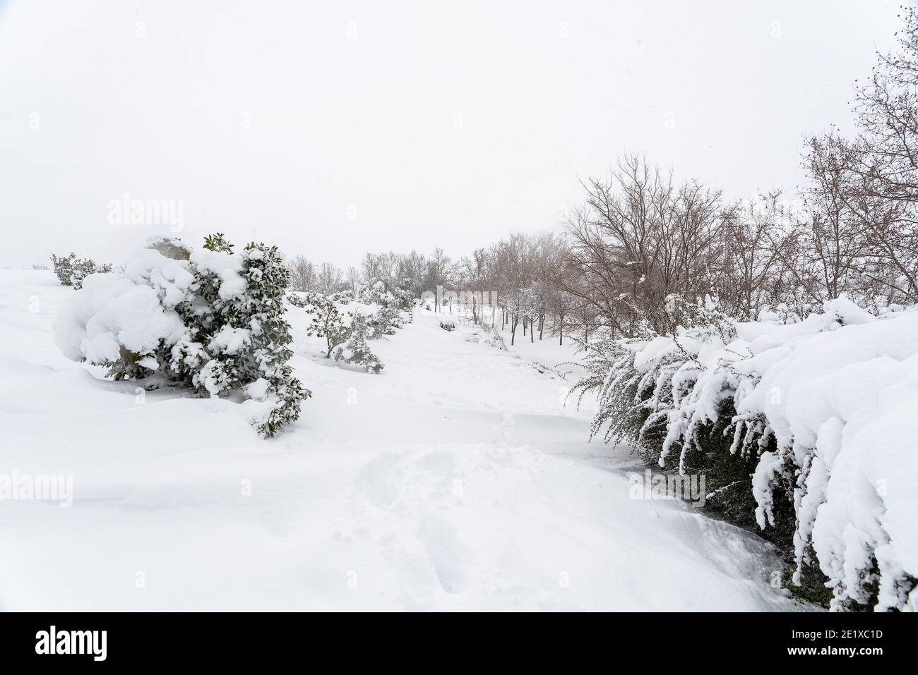 Forêt sous la neige Banque de photographies et d’images à haute ...