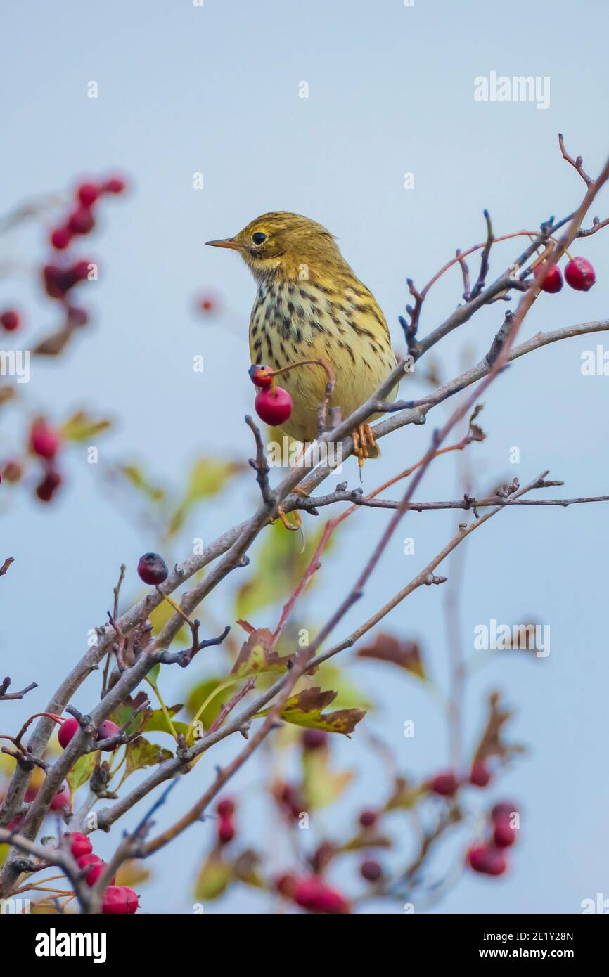 Oiseau butinant des fruits Banque de photographies et d’images à haute ...
