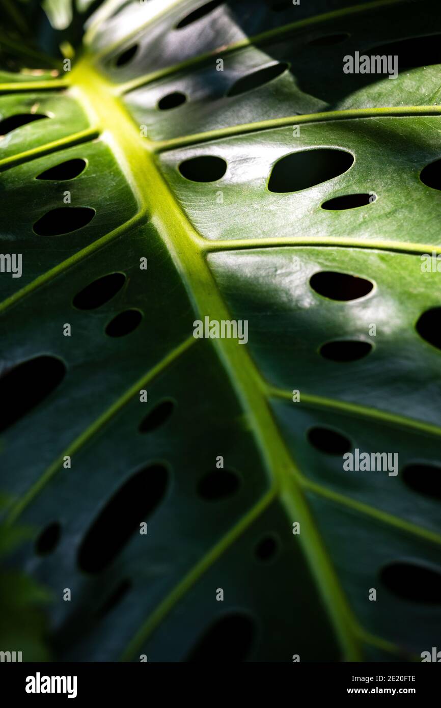 Arbre fromager de la forêt tropicale Banque de photographies et d ...