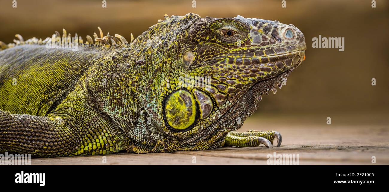 Iguane vert commun Banque de photographies et d’images à haute ...
