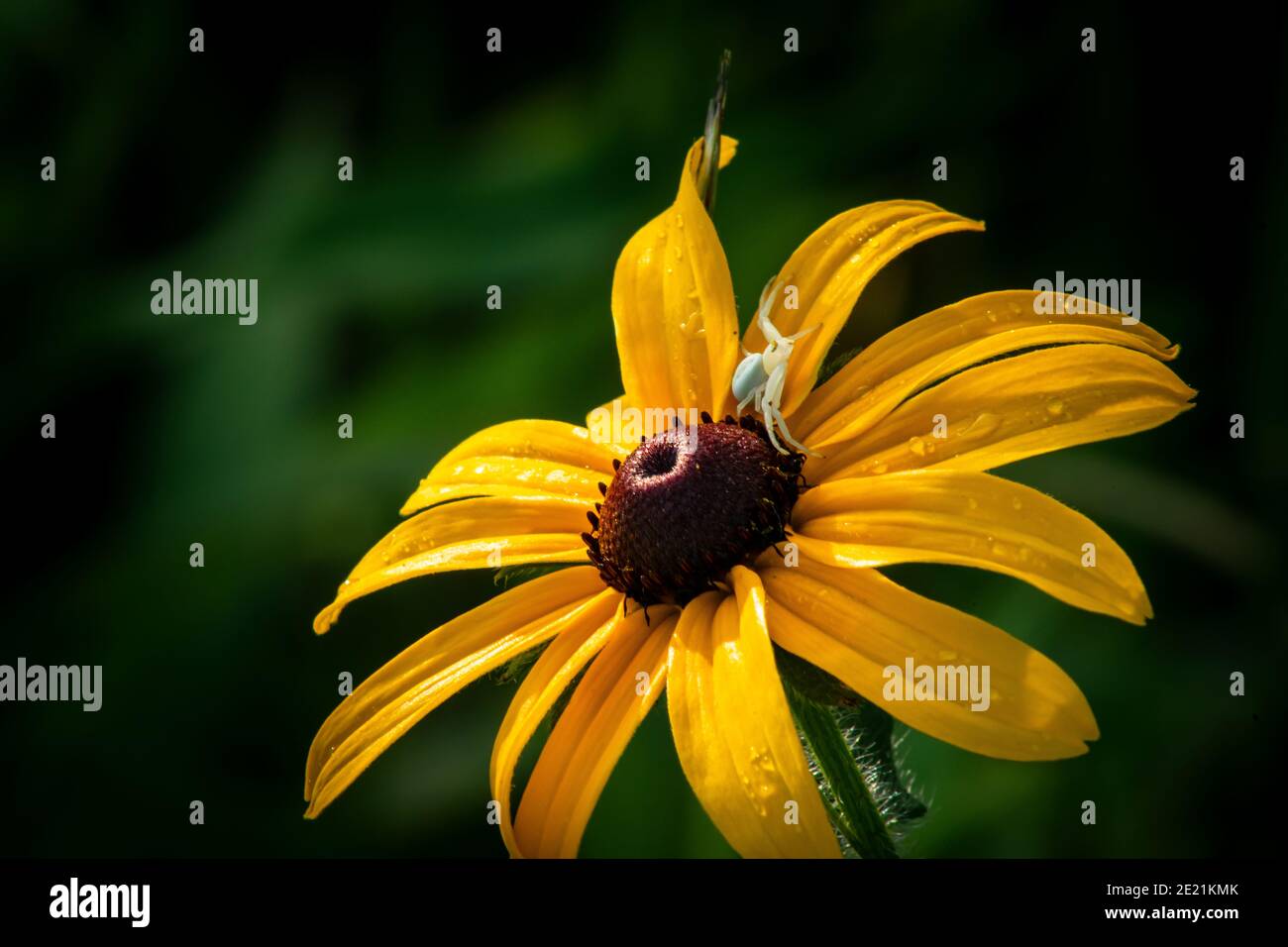 Aux yeux marrons Banque de photographies et d’images à haute résolution ...