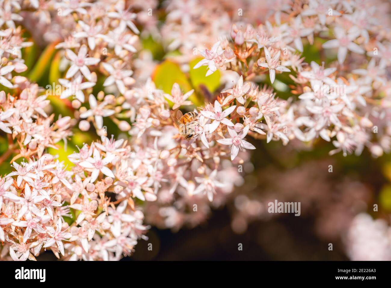 Crassula ovata rose Banque de photographies et d’images à haute ...