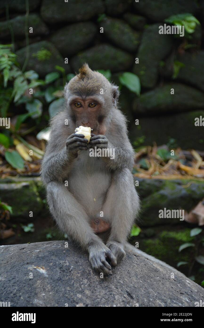 Singe mangeant des bananes Banque de photographies et d’images à haute ...
