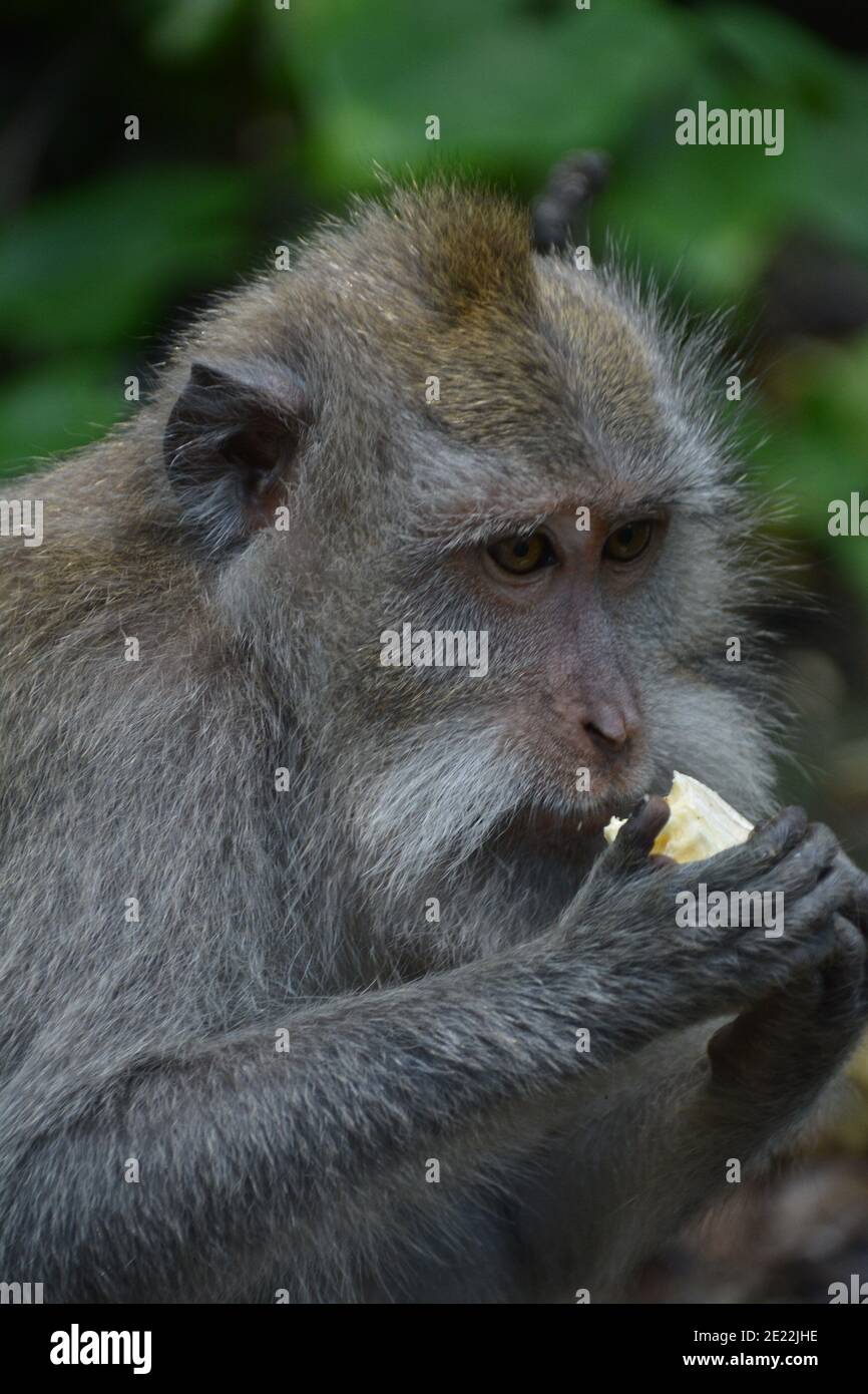 Singe mangeant des bananes Banque de photographies et d’images à haute ...