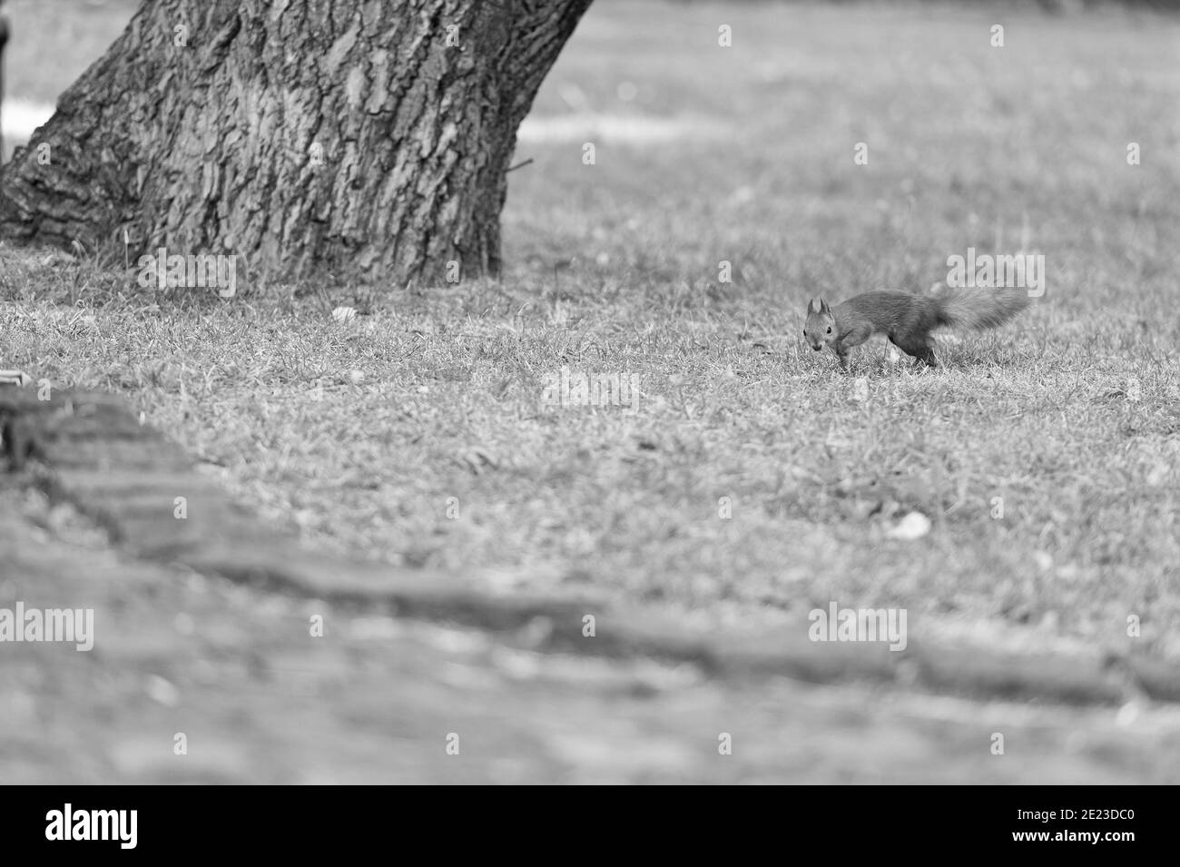 écureuil roux sur un arbre Banque d'images noir et blanc - Alamy