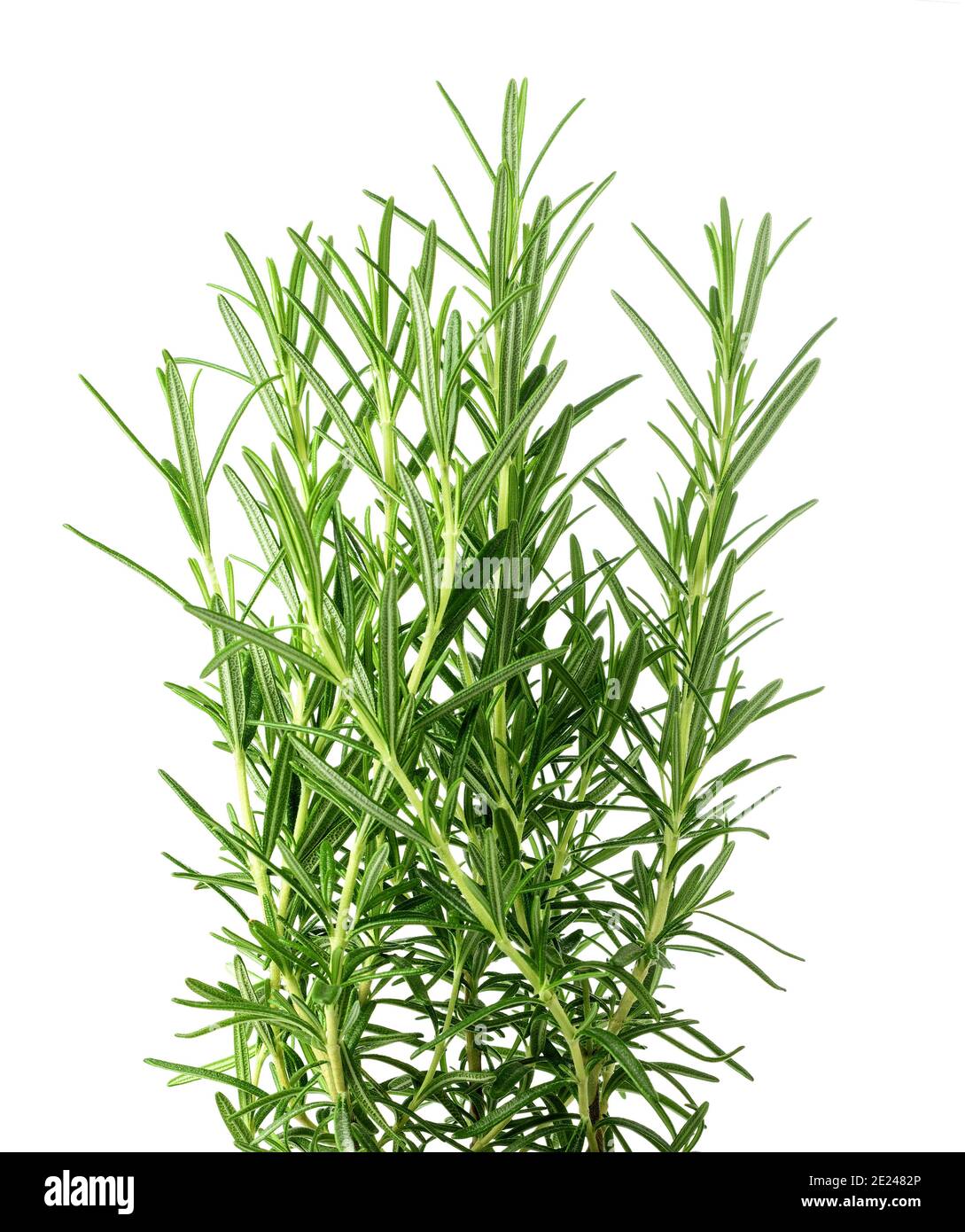 Plantes de romarin Banque de photographies et d’images à haute ...