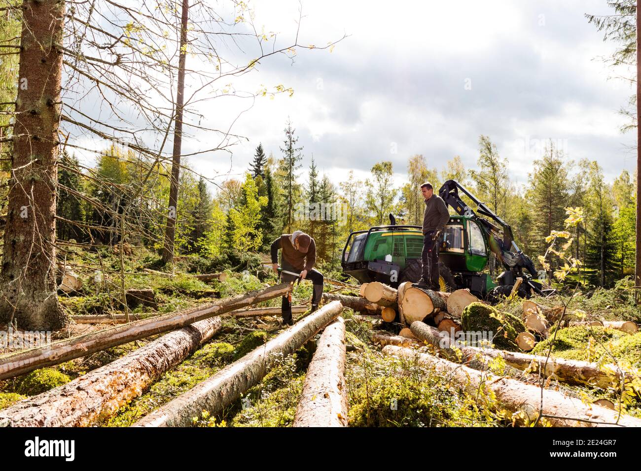 Courbure du tronc Banque de photographies et d’images à haute ...