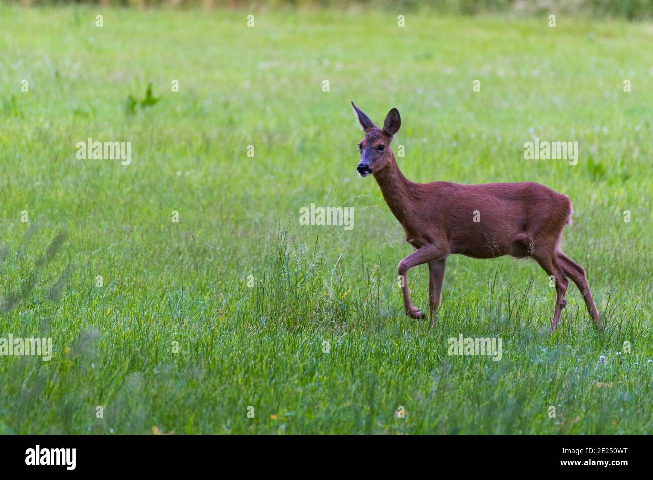 Siberian roe deer Banque de photographies et d’images à haute ...