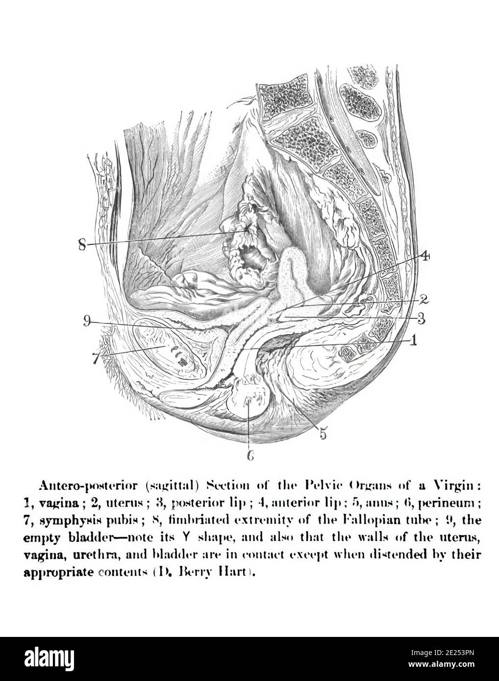 Structure d'un système reproducteur féminin à partir d'un atlas de ...
