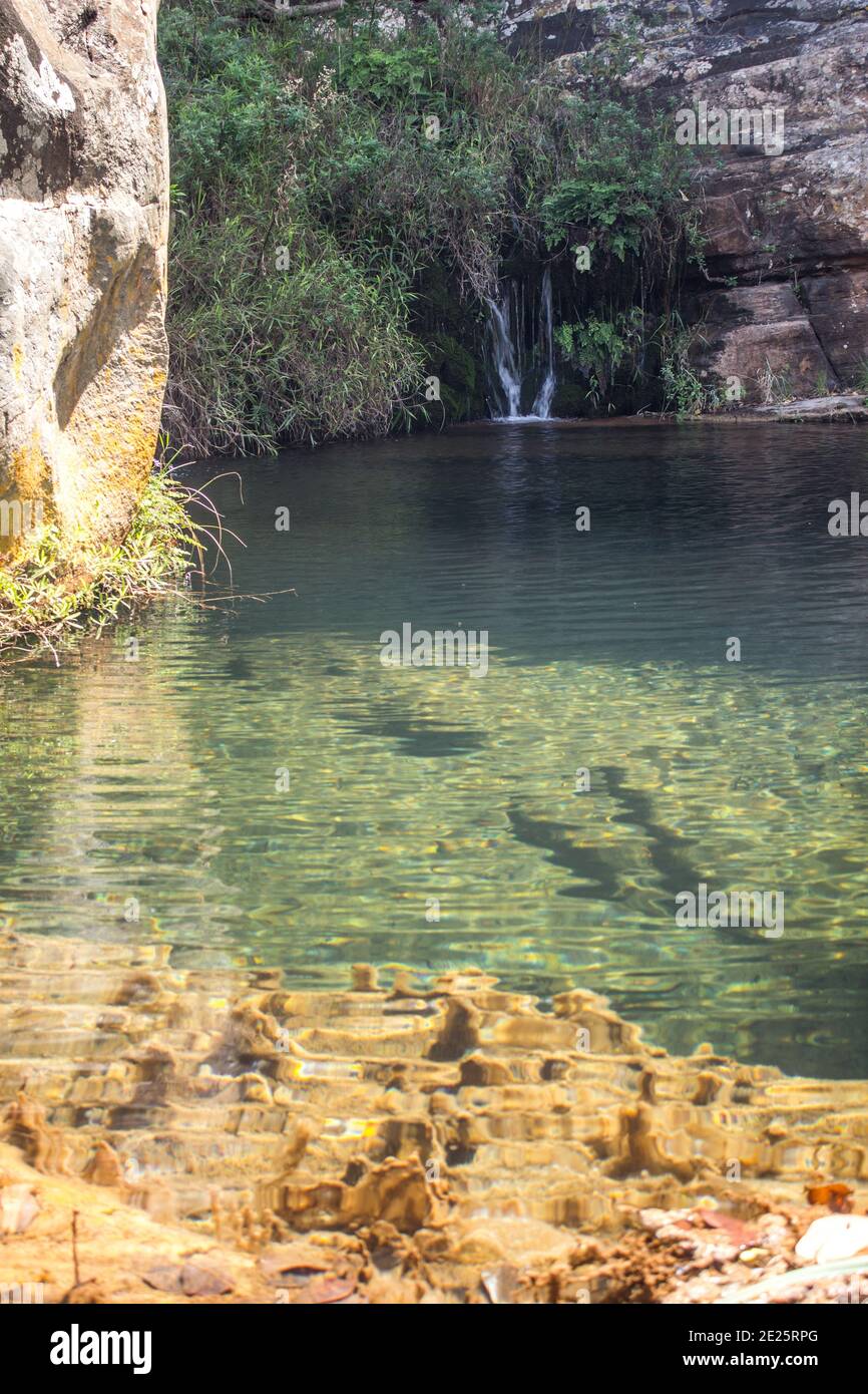 Freshwater algae Banque de photographies et d’images à haute résolution ...