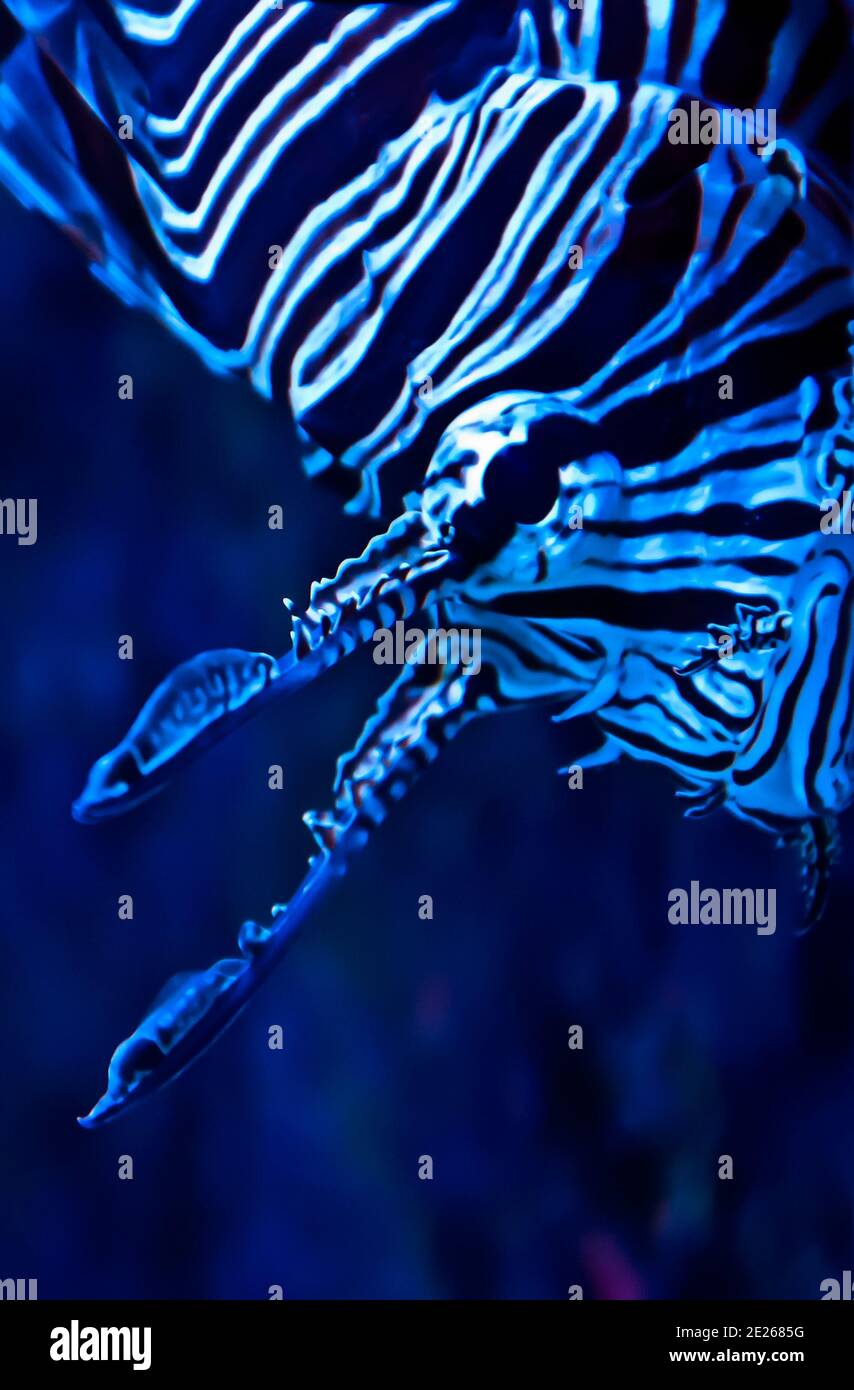 Poisson bleu Banque de photographies et d’images à haute résolution - Alamy