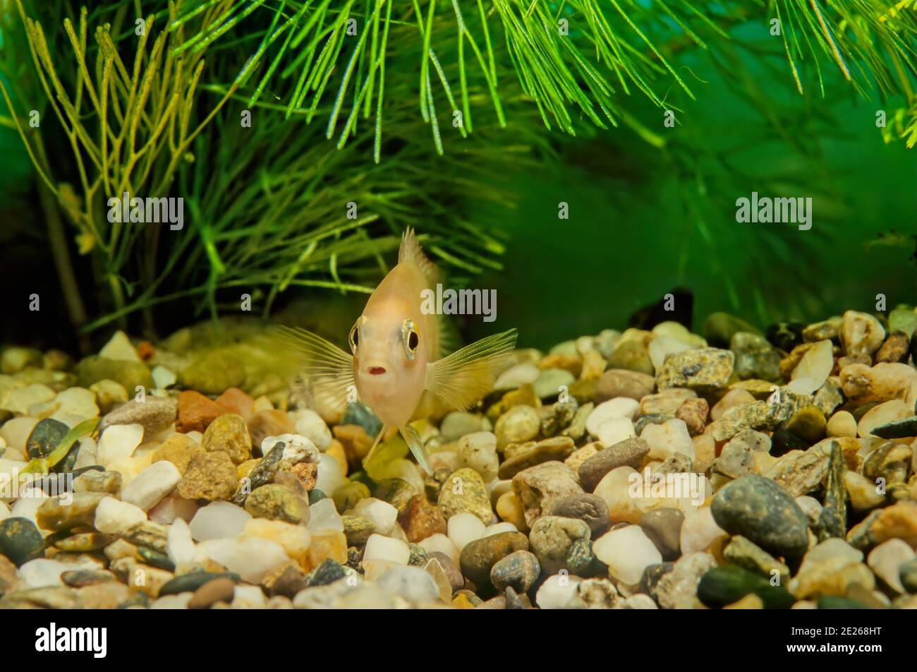 Le chromide orange (Etroplus maculatus) est une espèce de poisson ...