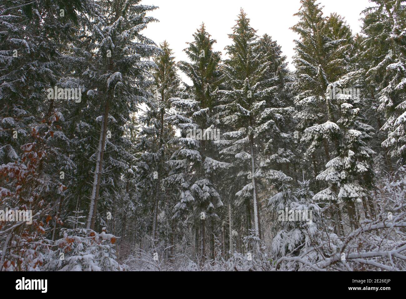 Forêt sous la neige Banque de photographies et d’images à haute ...