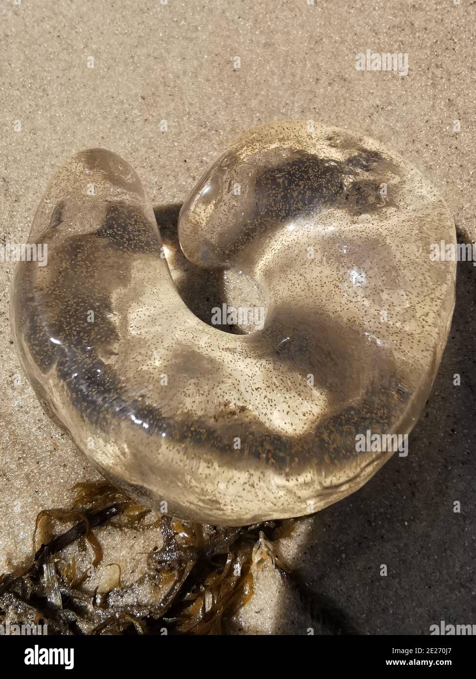 Oeufs d'escargot de lune Banque de photographies et d’images à haute ...