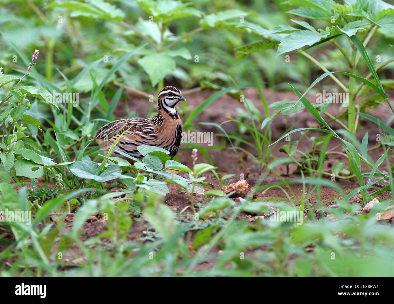 Coturnix coromandelica Banque de photographies et d’images à haute ...