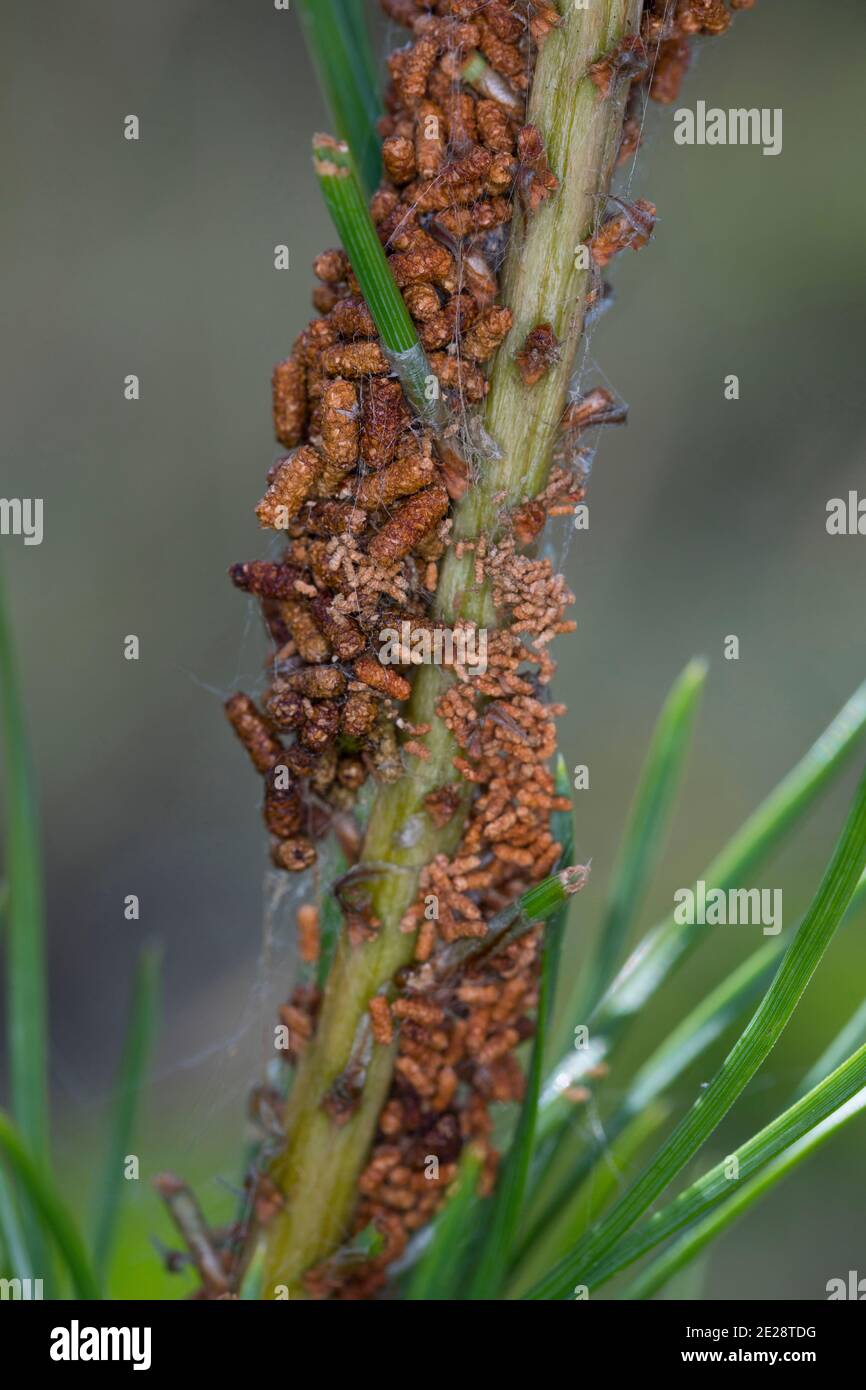 Insect feces Banque de photographies et d’images à haute résolution - Alamy