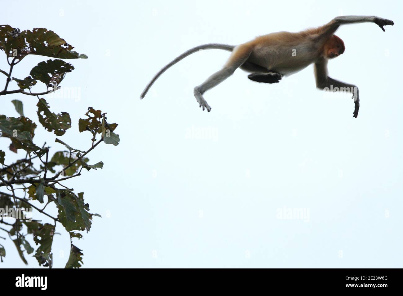 Proboscis monkey jumping from tree Banque de photographies et d’images ...