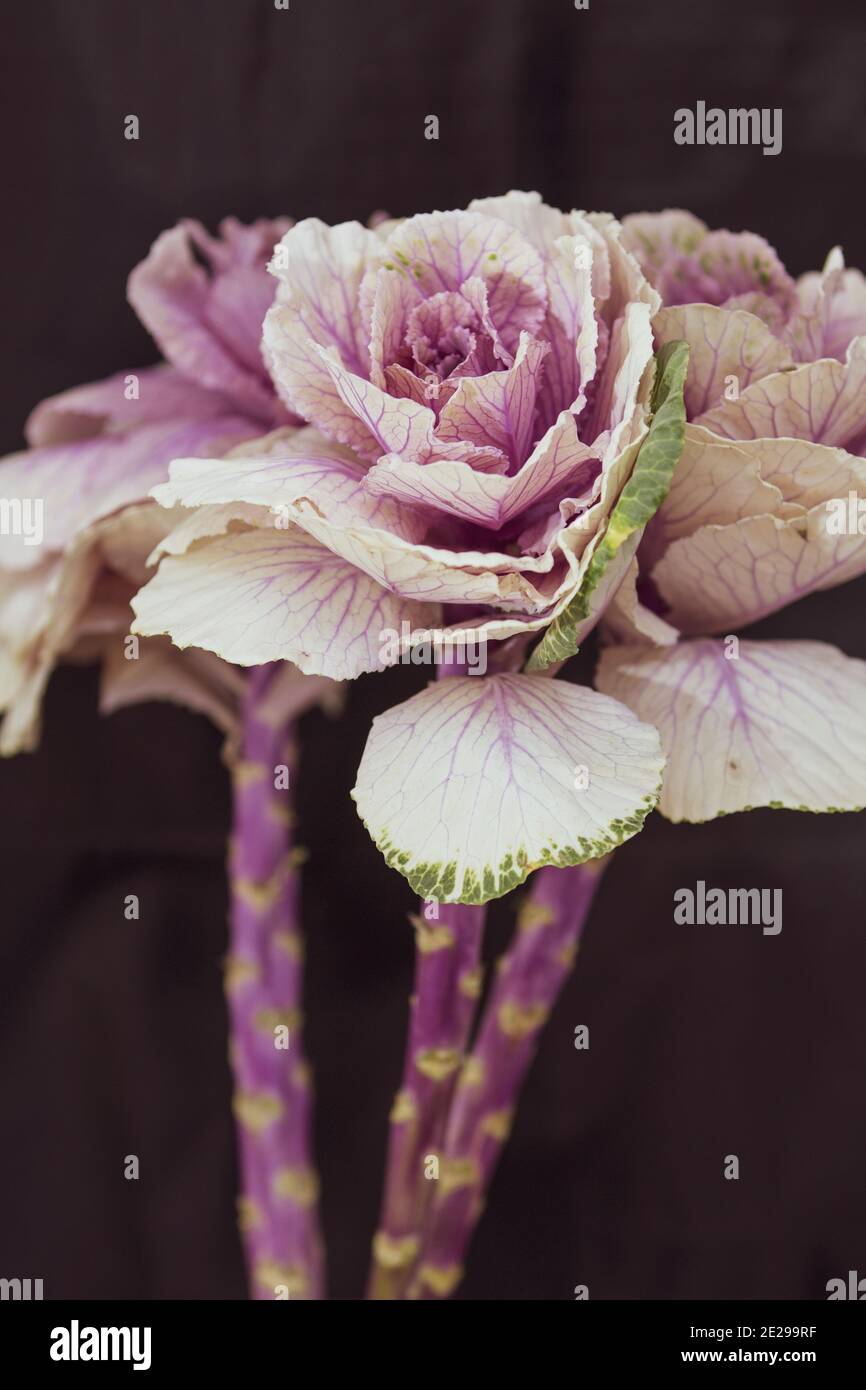 Fleur de chou violet Banque de photographies et d’images à haute ...