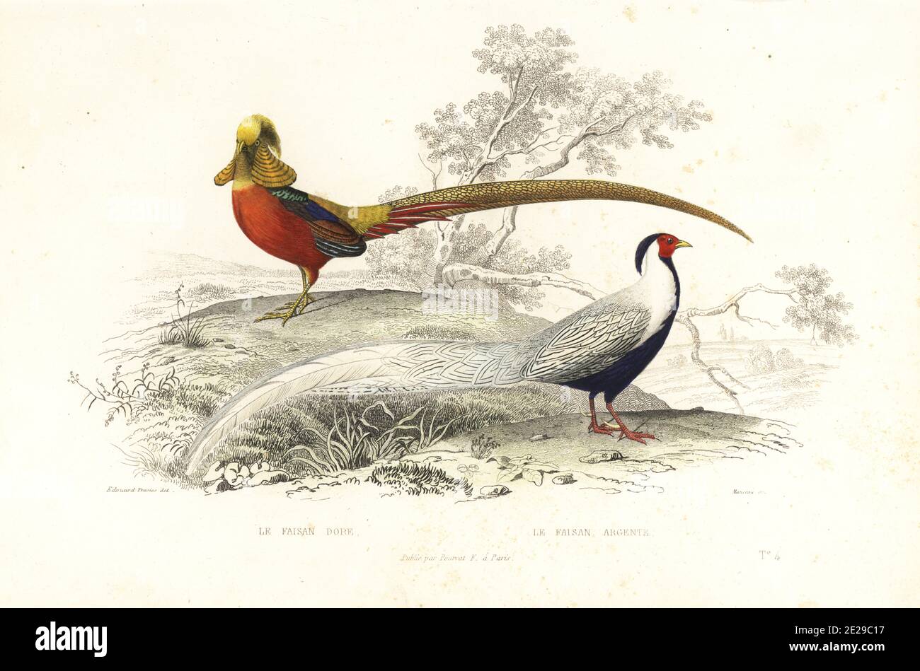 Faisan dore Banque de photographies et d’images à haute résolution - Alamy