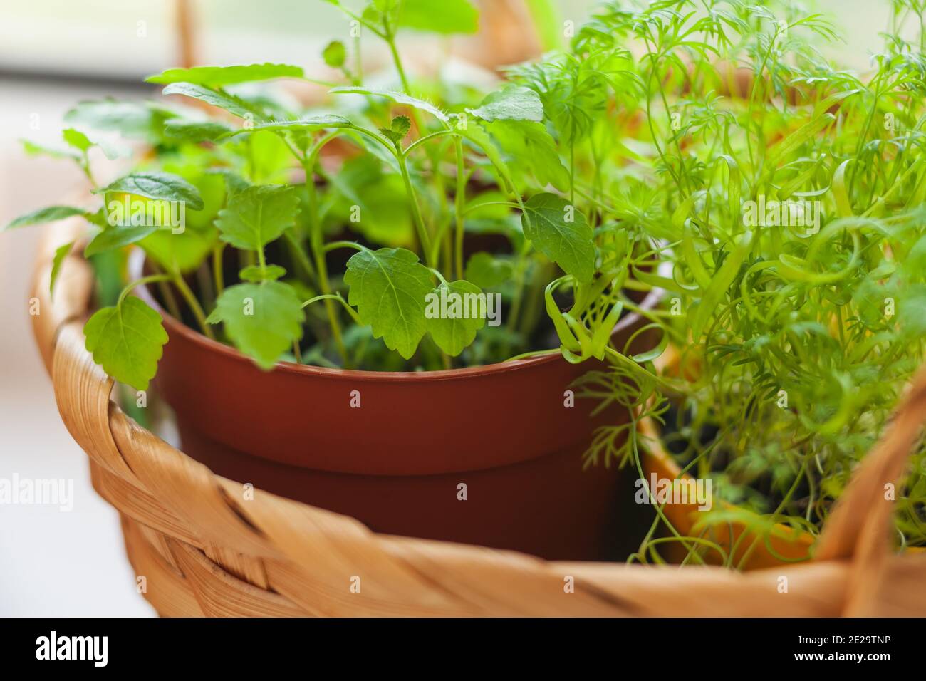 Des herbes en pleine croissance sur le rebord de la fenêtre. Jeunes ...