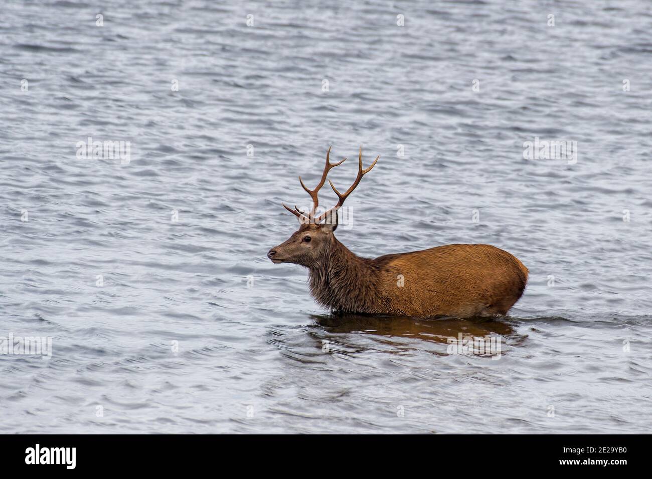 Cerf rouge écossais Banque de photographies et d’images à haute ...