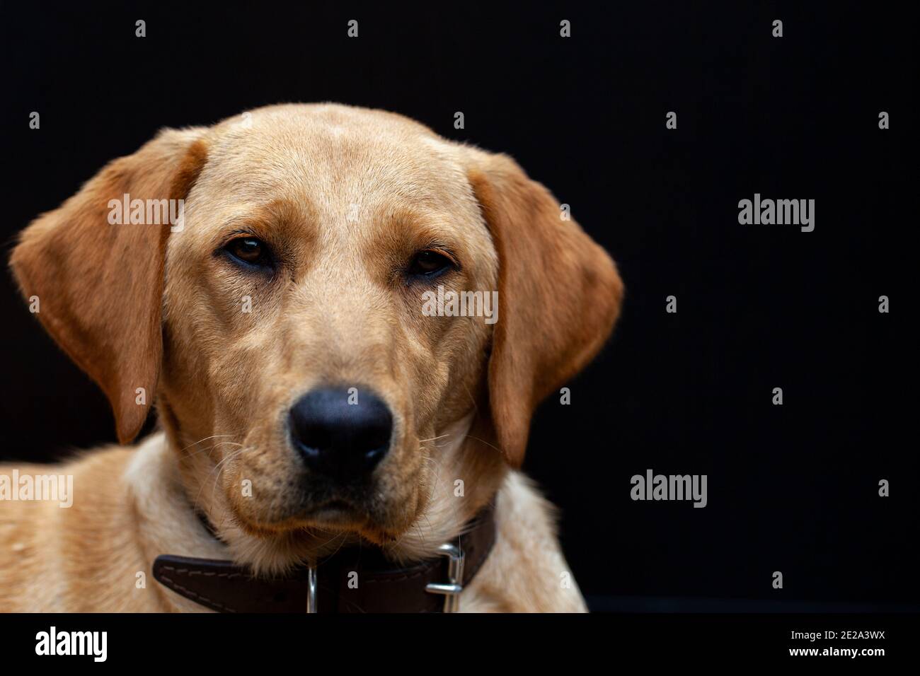 Chien blond labrador retriever Banque de photographies et d’images à ...