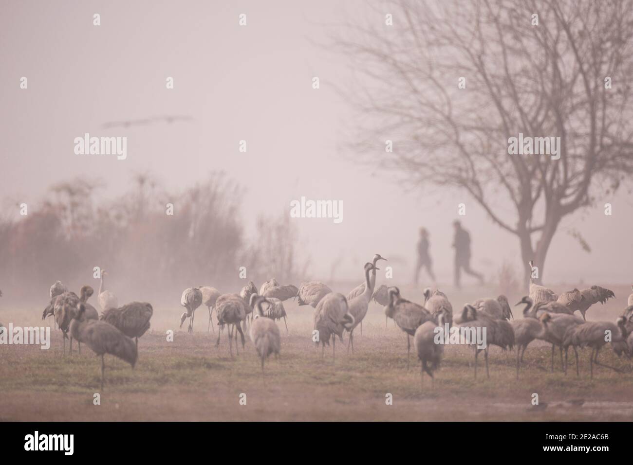 Oiseau grue Banque de photographies et d’images à haute résolution - Alamy
