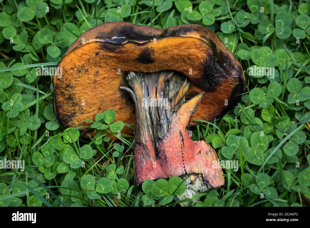 Champignons bolets toxiques Banque de photographies et d’images à haute ...