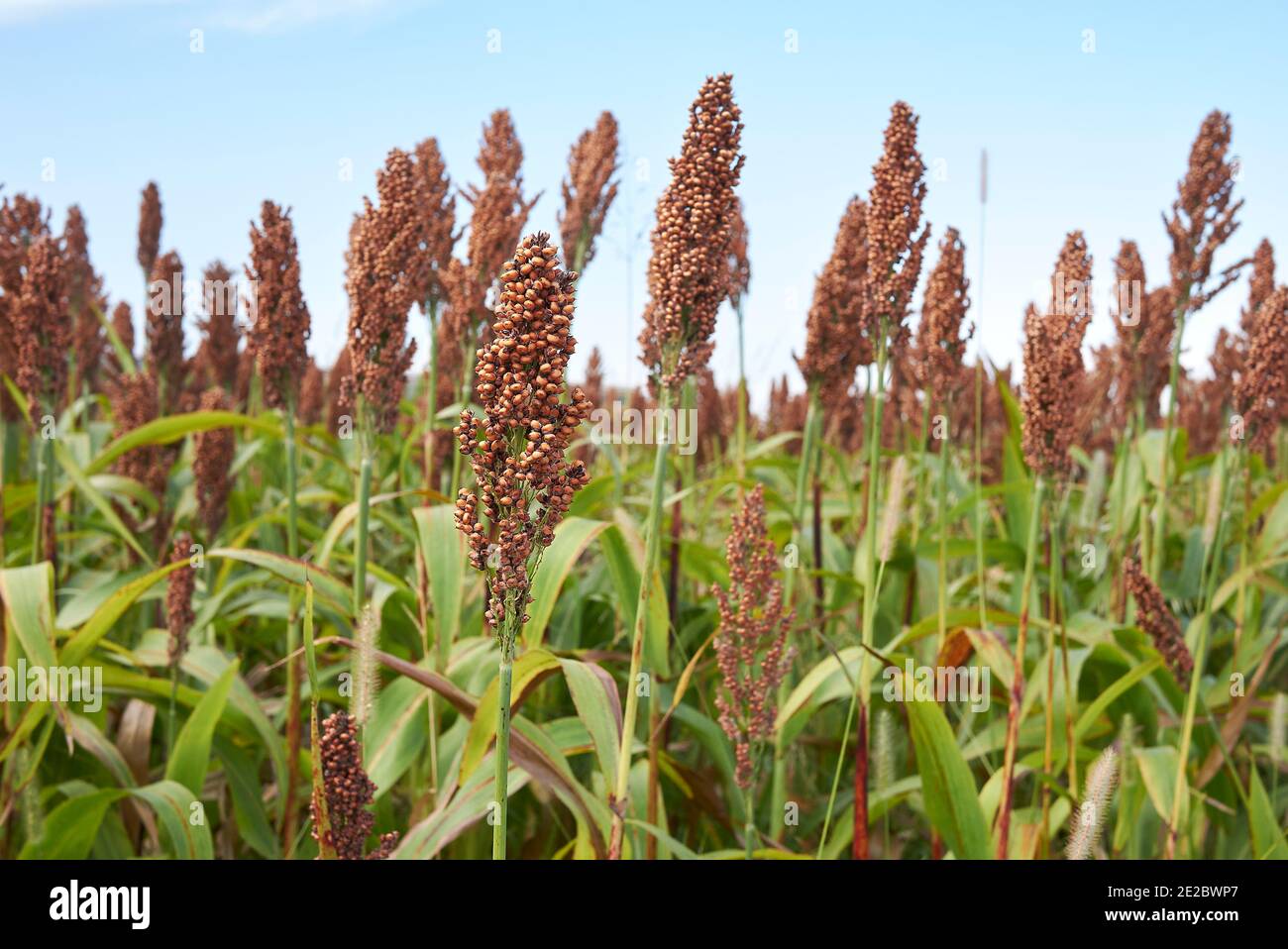 Tige de sorgho Banque de photographies et d’images à haute résolution ...