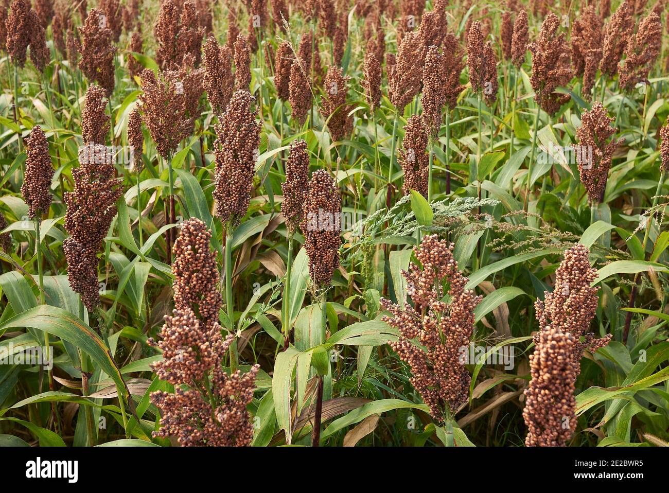 Tige de sorgho Banque de photographies et d’images à haute résolution ...