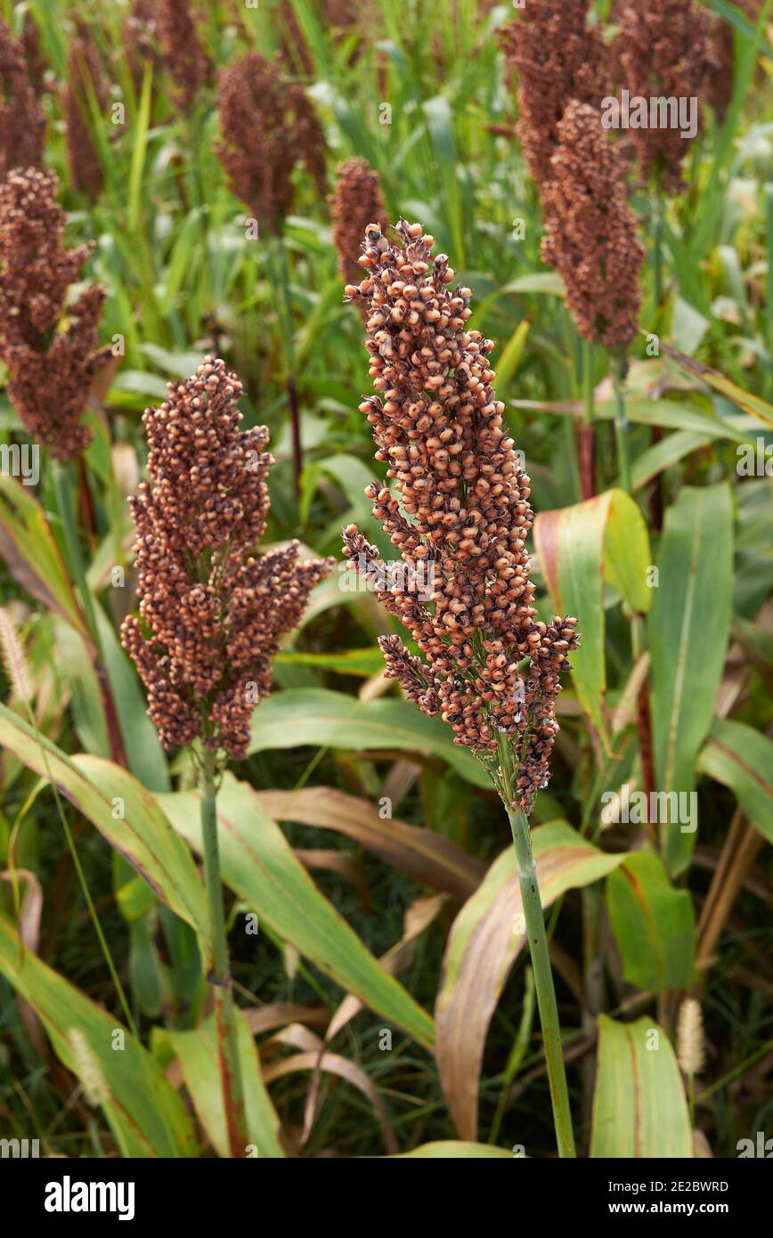 Tige de sorgho Banque de photographies et d’images à haute résolution ...