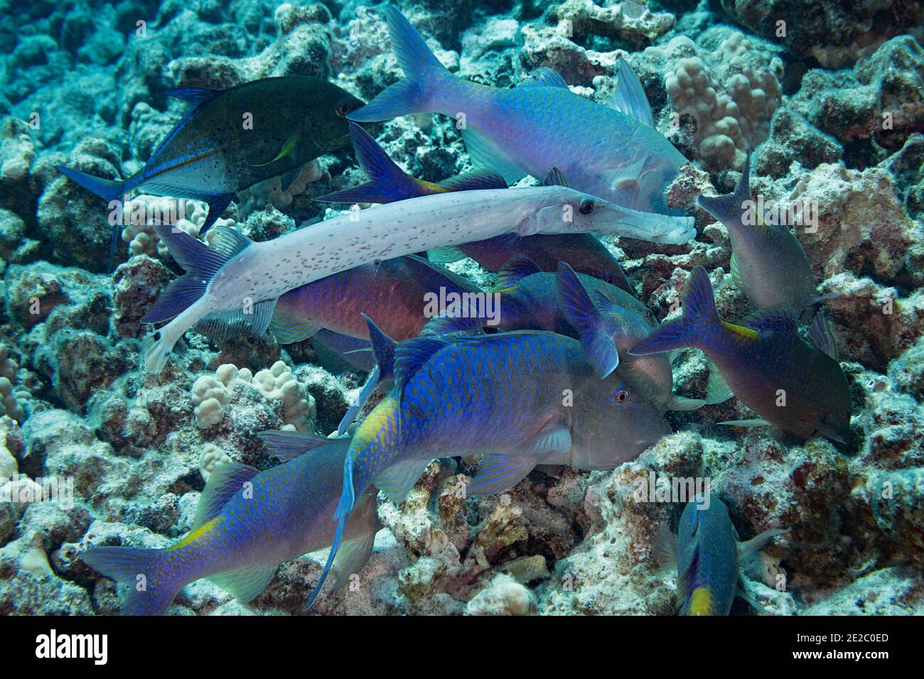 Parasites des poissons Banque de photographies et d’images à haute ...
