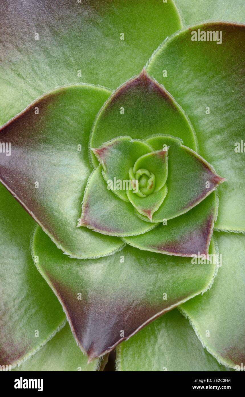 Feuilles pointues succulentes Banque de photographies et d’images à ...