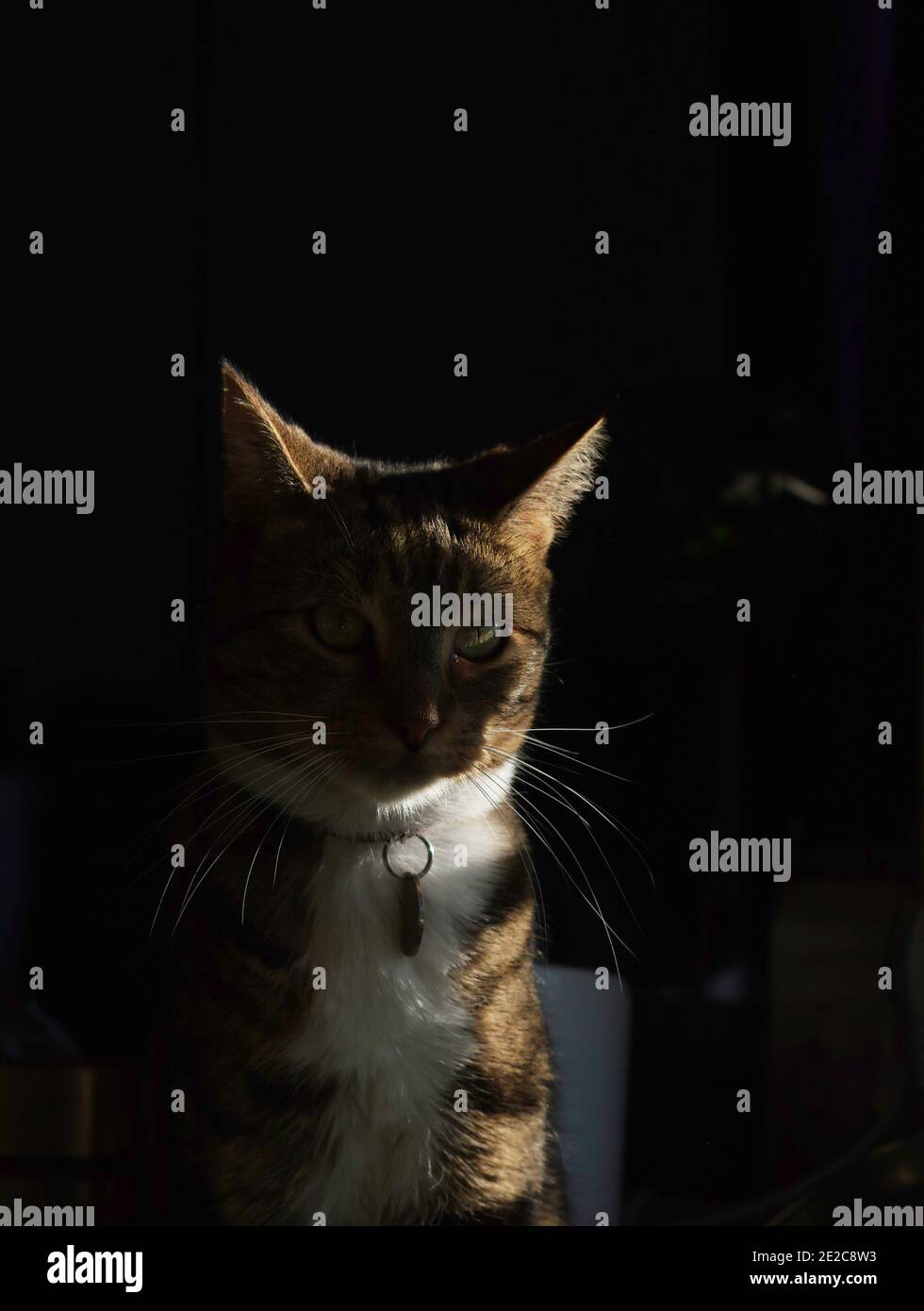 Chat effrayant Banque de photographies et d’images à haute résolution ...