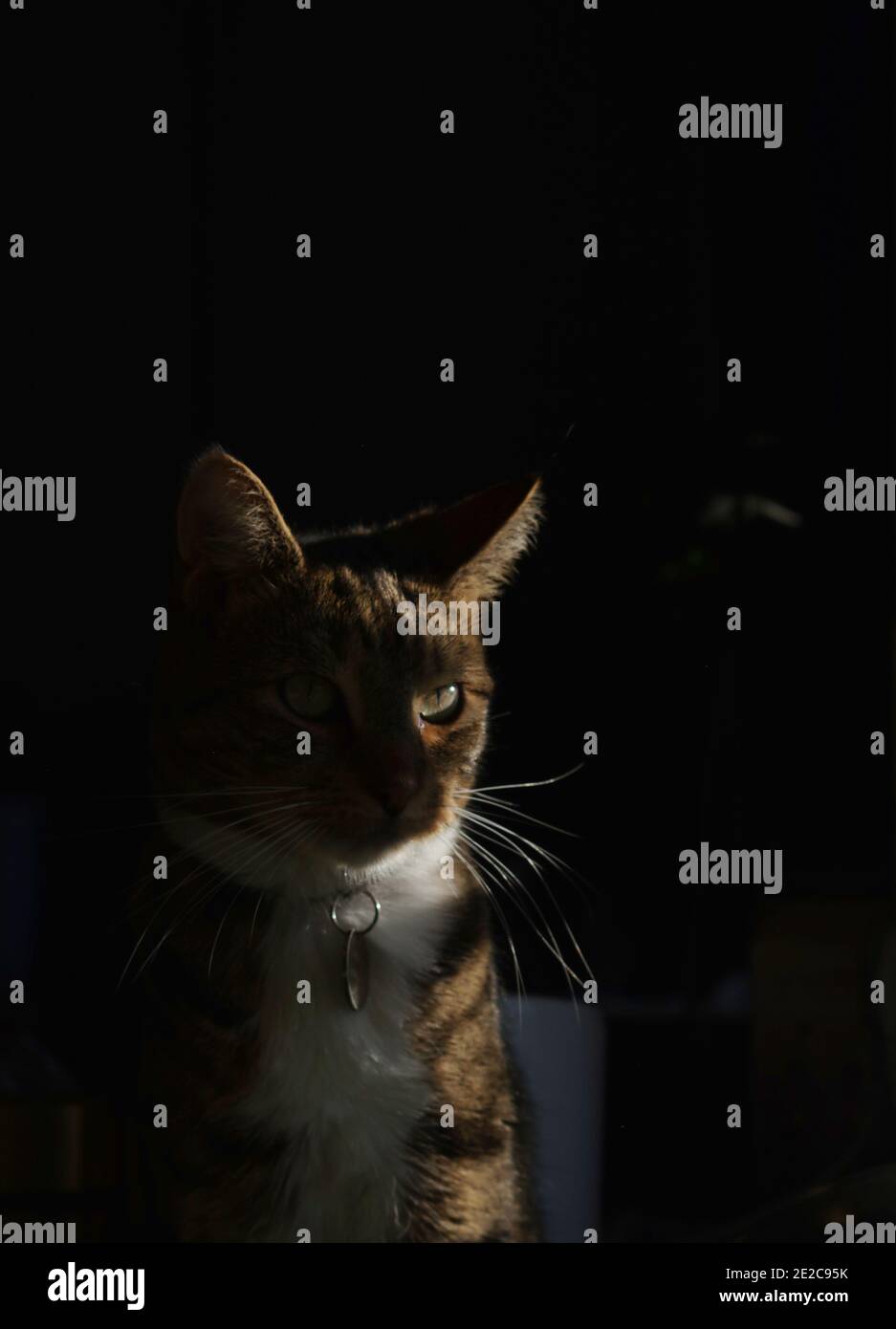 Chat effrayant Banque de photographies et d’images à haute résolution ...