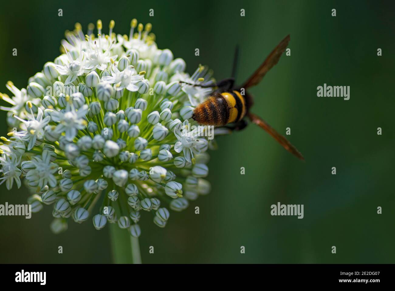 Scolia lat. Megascolia maculata lat. Scolia maculata est une espèce de ...