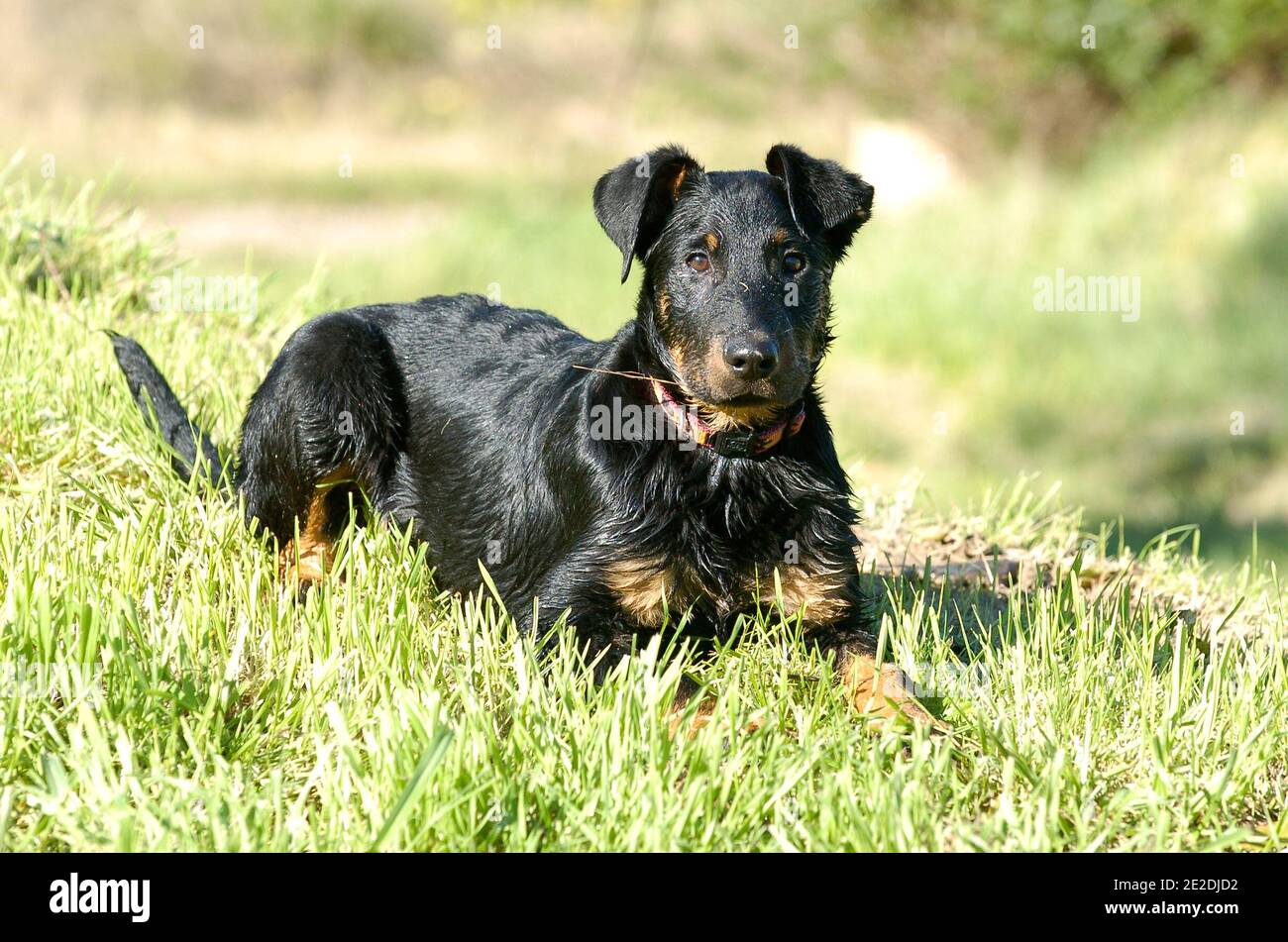 Le chiot « beauceron » des chiens de berger. Le Beauceron est un chien ...