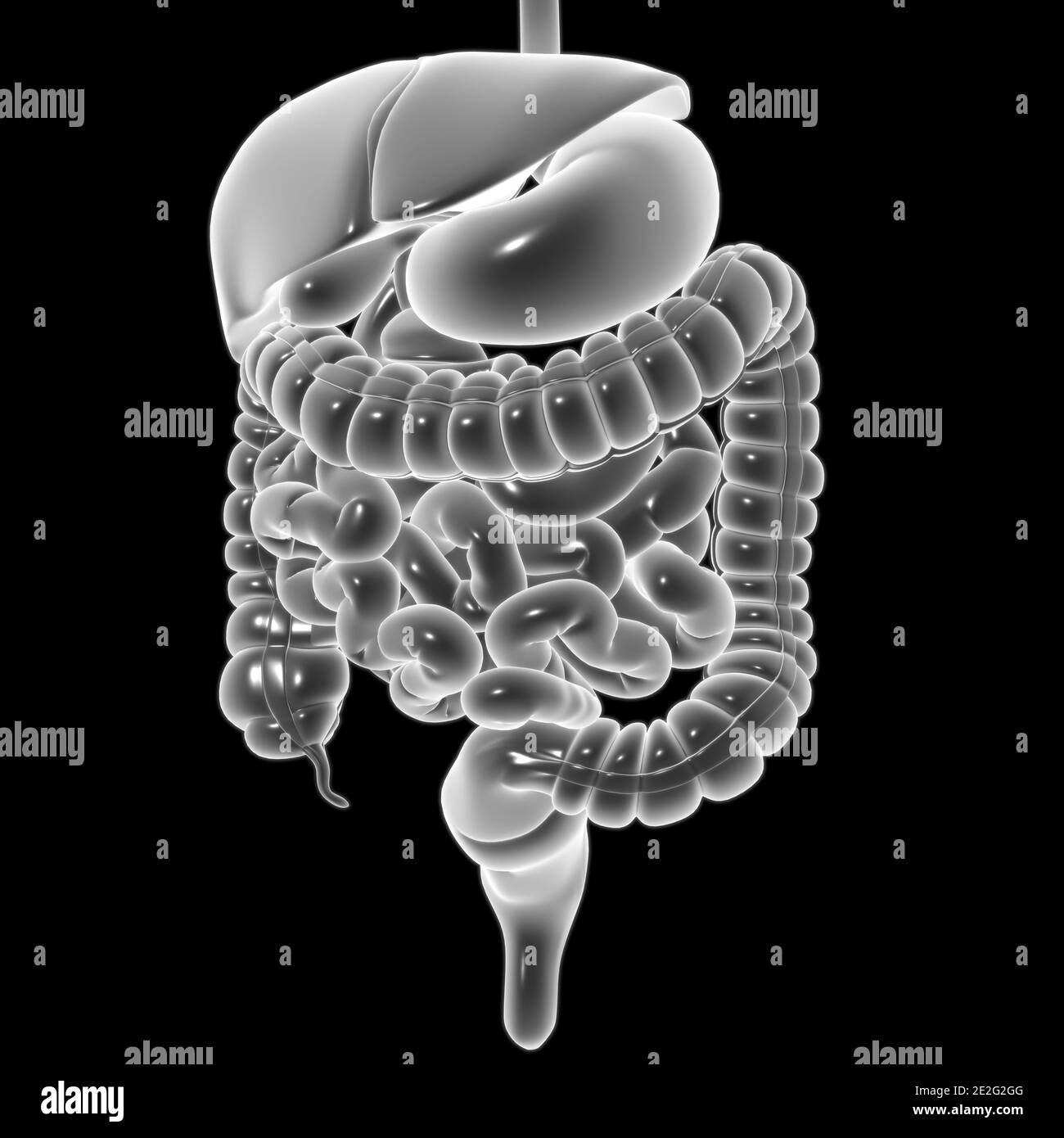 Système digestif humain Anatomy for Medical concept 3D Illustration ...