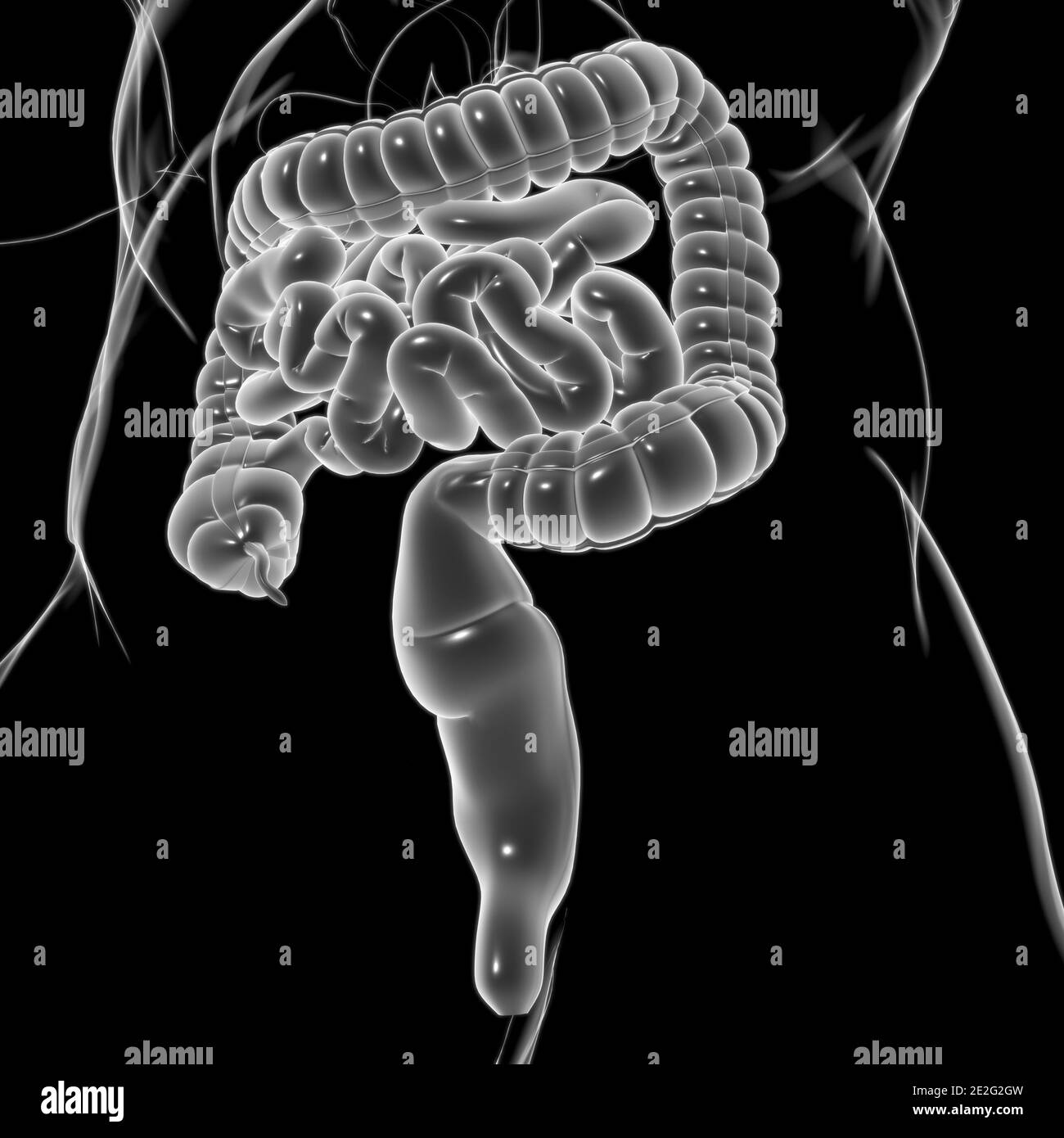 Intestin grêle et gros intestin 3D Illustration système digestif humain ...
